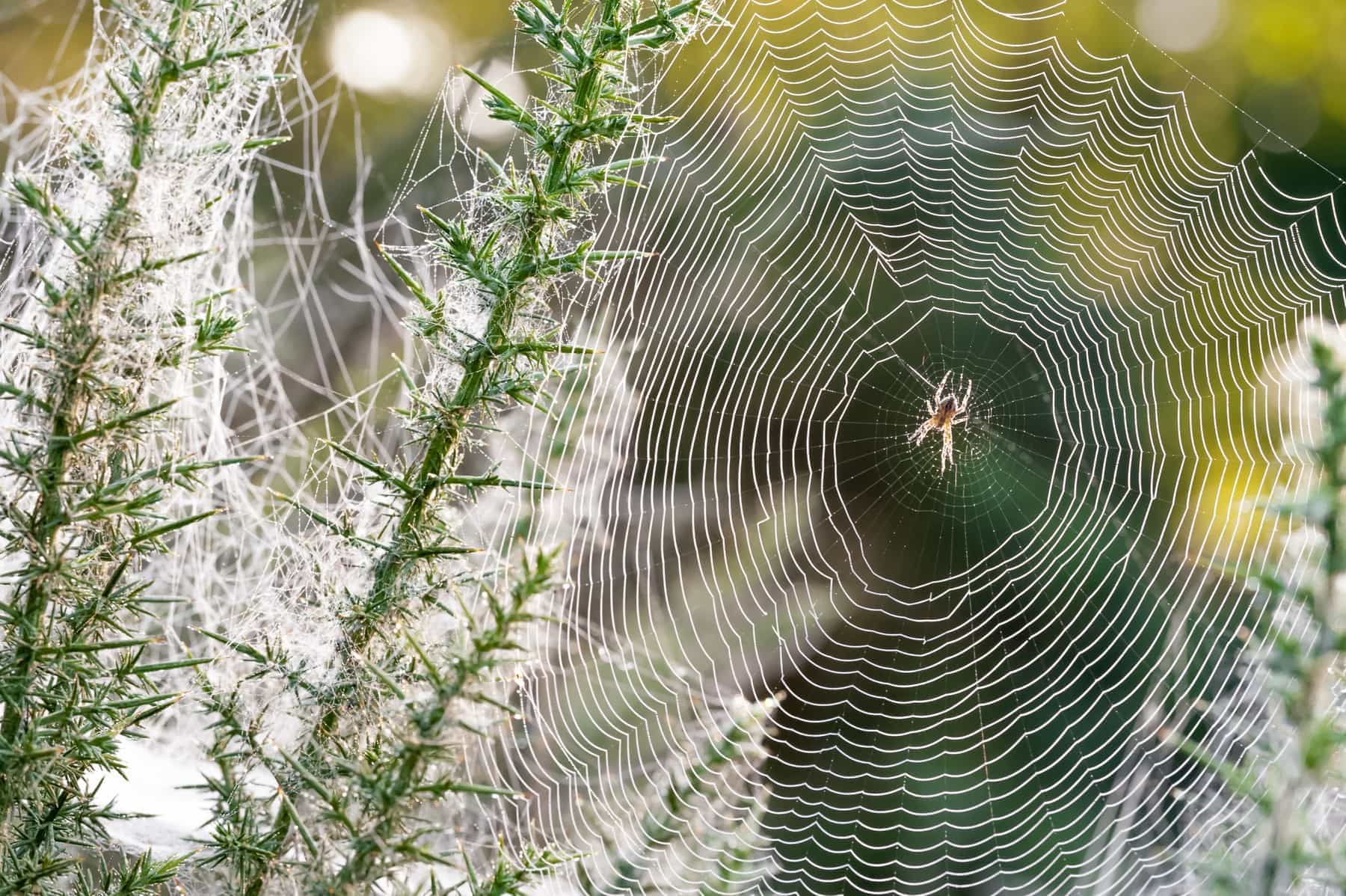 Cobweb Dream Meaning | Get Your Dream Interpretation Now!!!